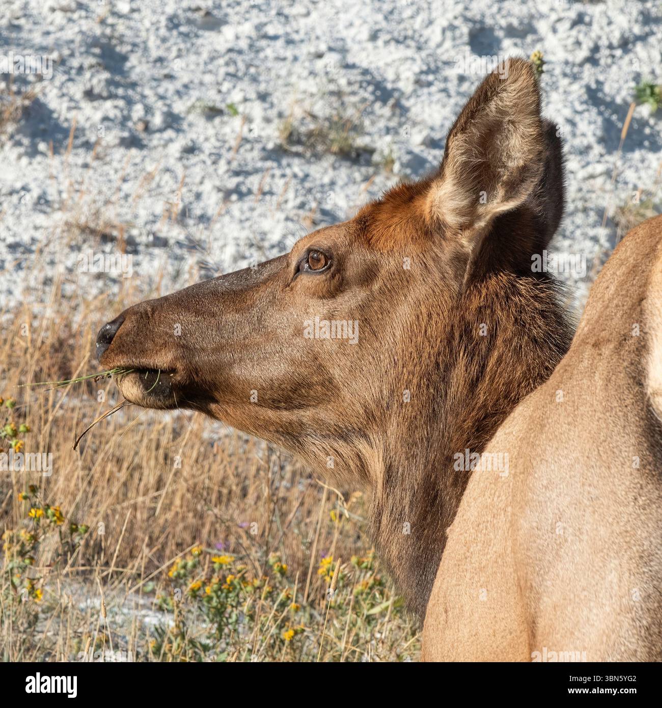 Female elk yellowstone national hi-res stock photography and images - Alamy