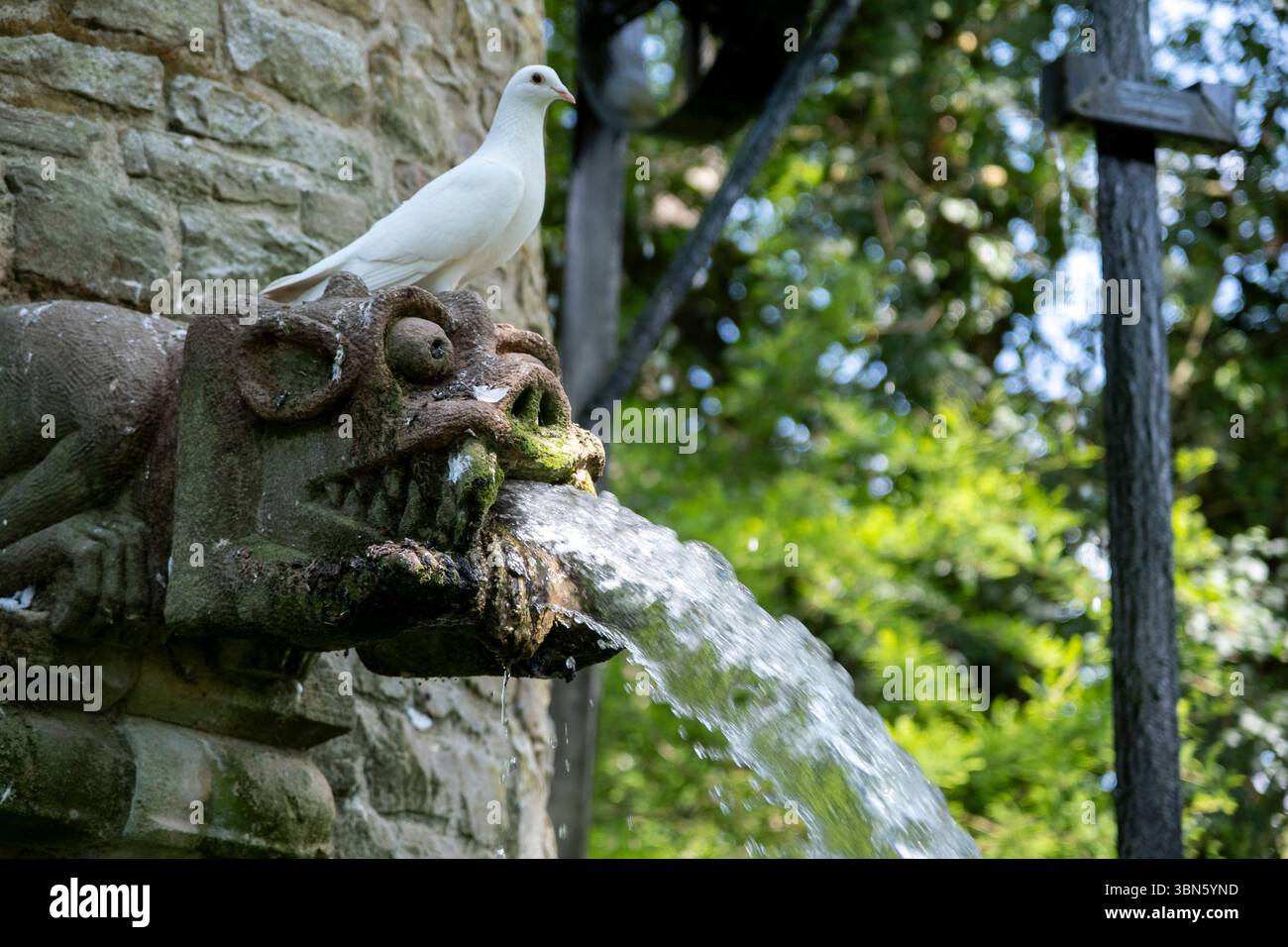 White dove sitting on top of a gargoyle water feature at Westonbury ...