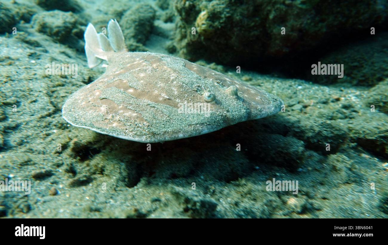 Beautiful diverse interesting fish living hi-res stock photography and ...