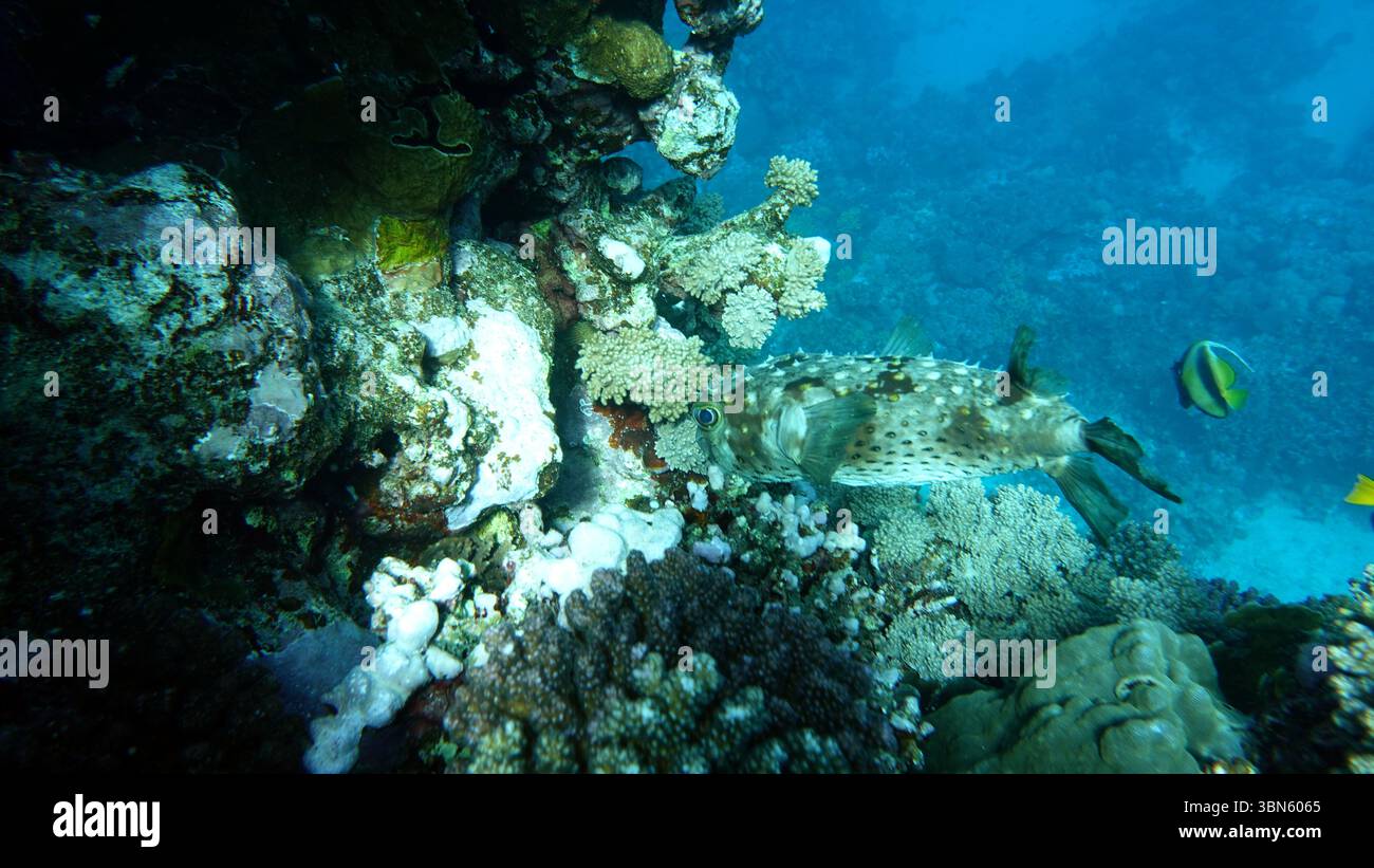 Beautiful diverse interesting fish living hi-res stock photography and ...