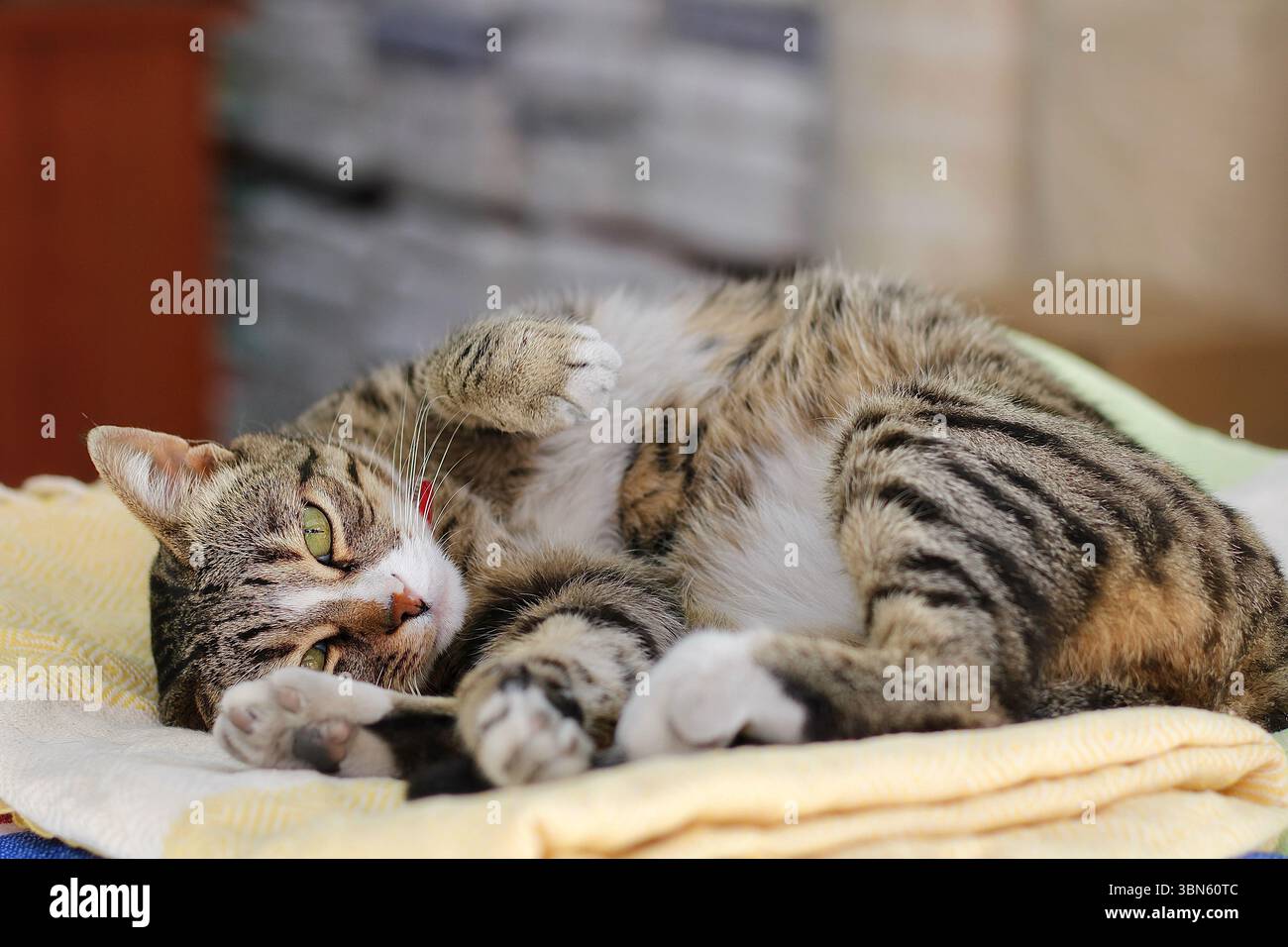 Cute feline moment hi-res stock photography and images - Alamy