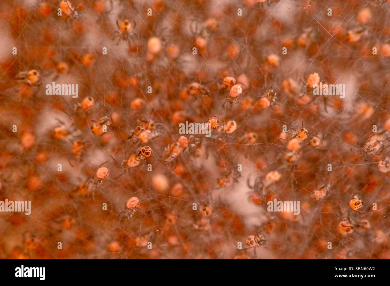 A rare glimpse into the birth of life: hundreds of baby spiders emerge ...