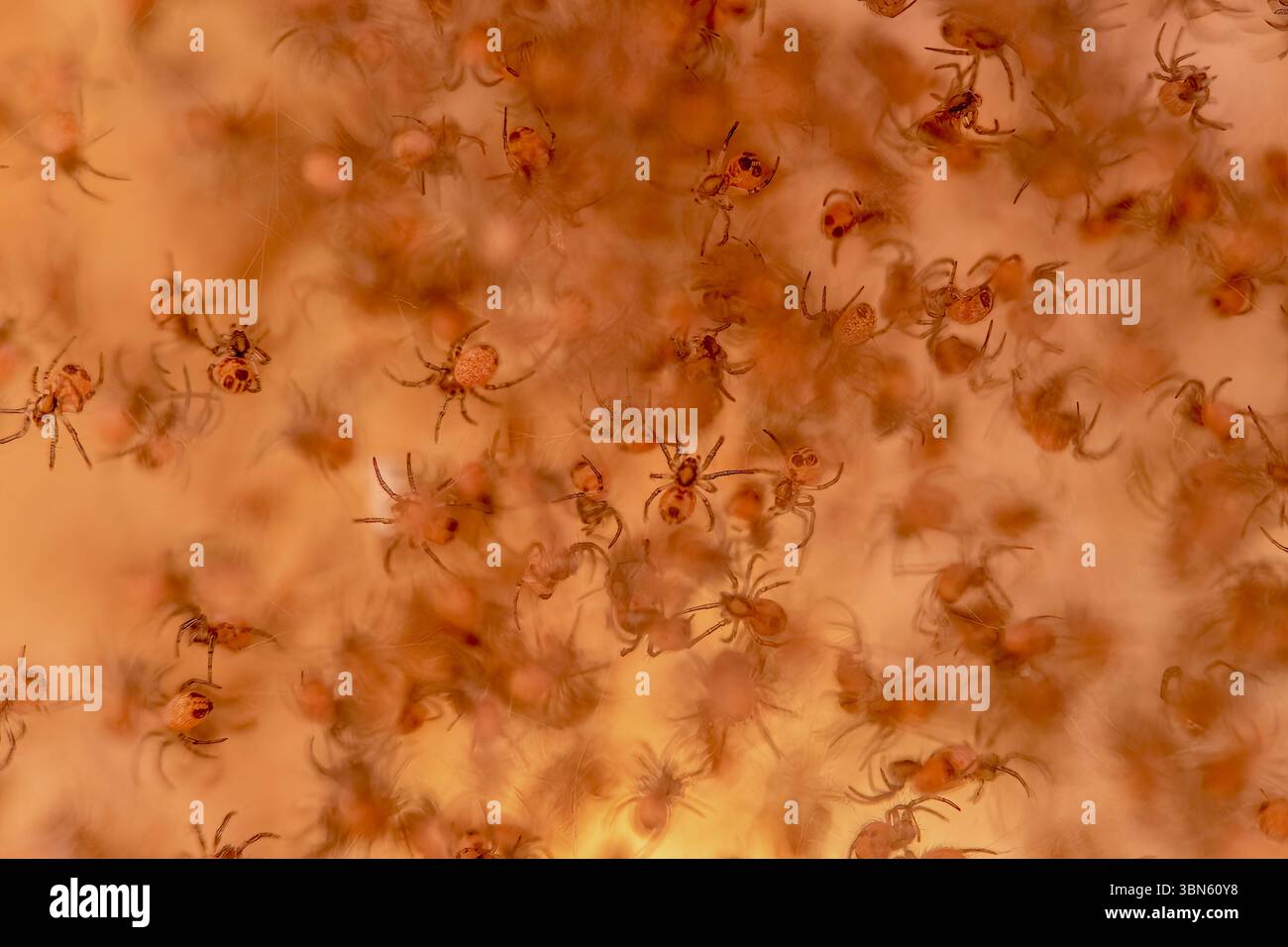 A rare glimpse into the birth of life: hundreds of baby spiders emerge ...