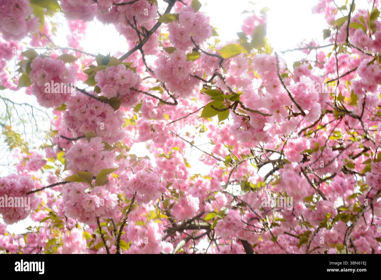 Dc cherry trees in bloom hi-res stock photography and images - Alamy