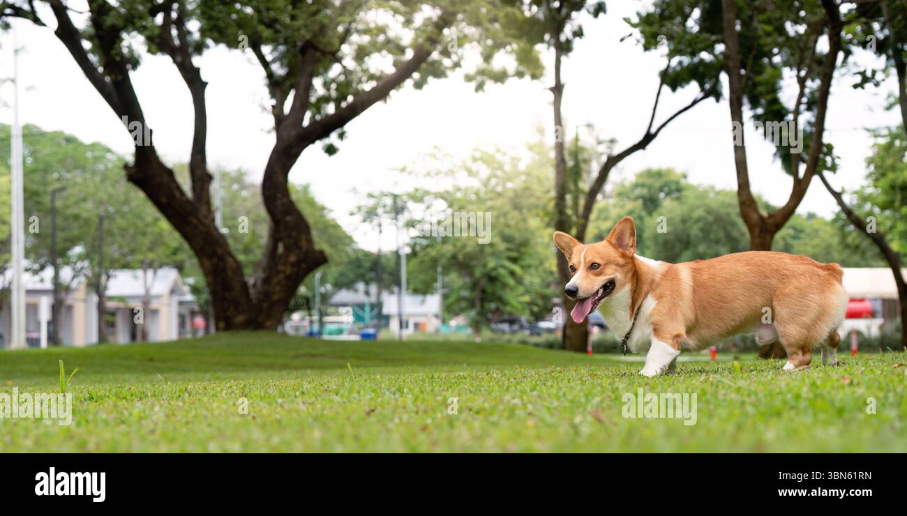 Corgi Running in the Park. Happy corgi enjoying a day outdoors Stock ...