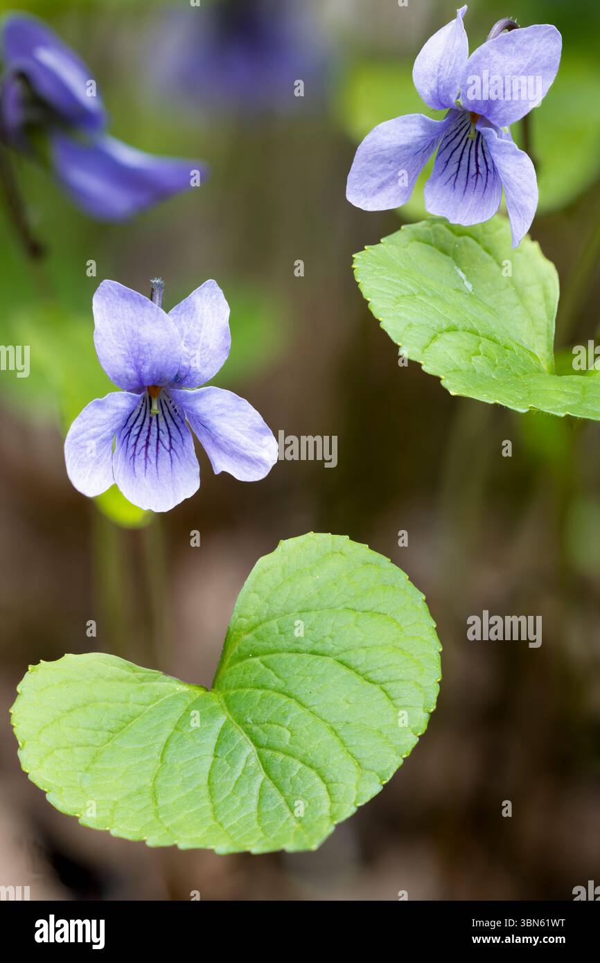 Dwarf marsh violet flowering Stock Photo - Alamy