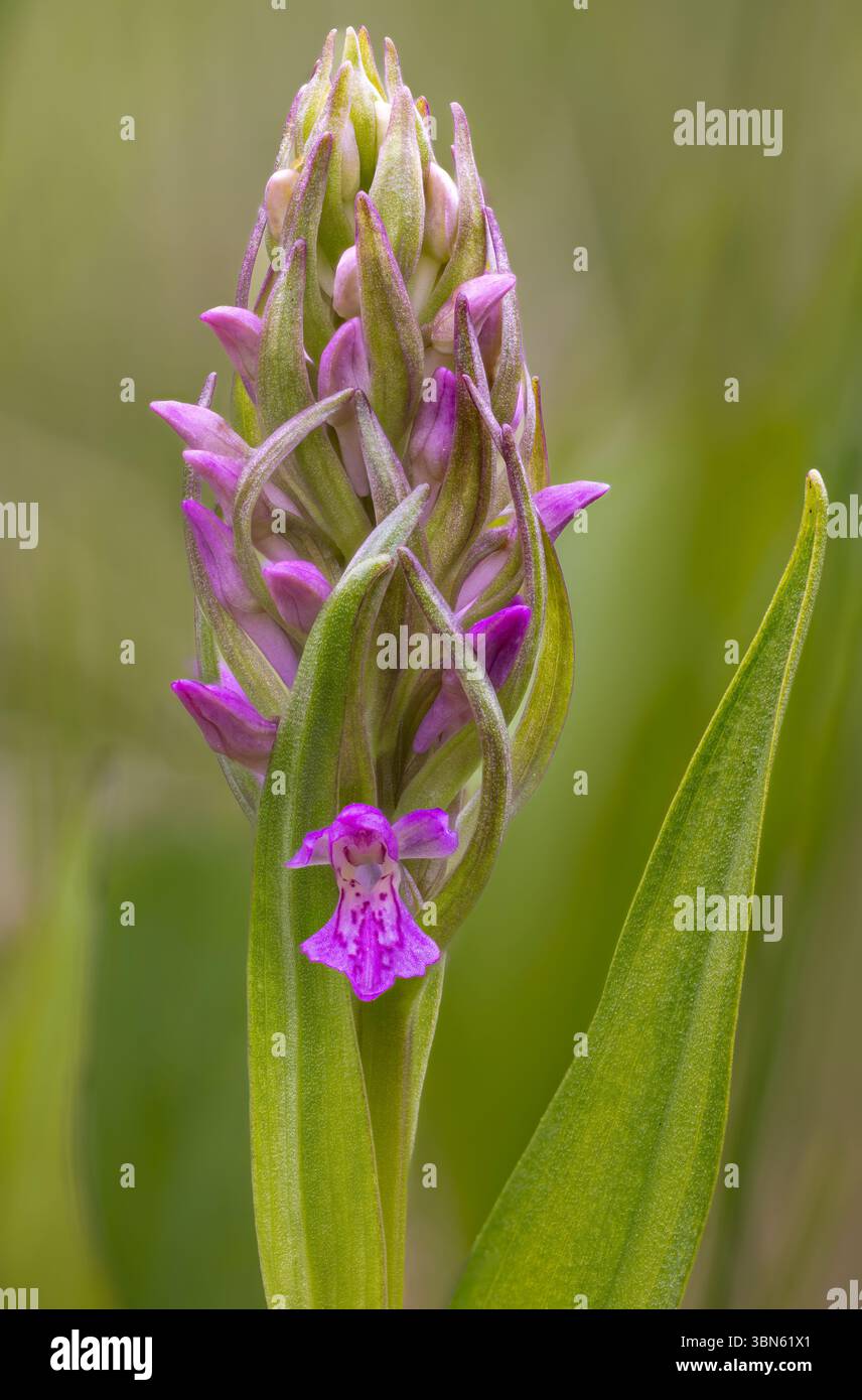 Early marsh orchid Stock Photo - Alamy