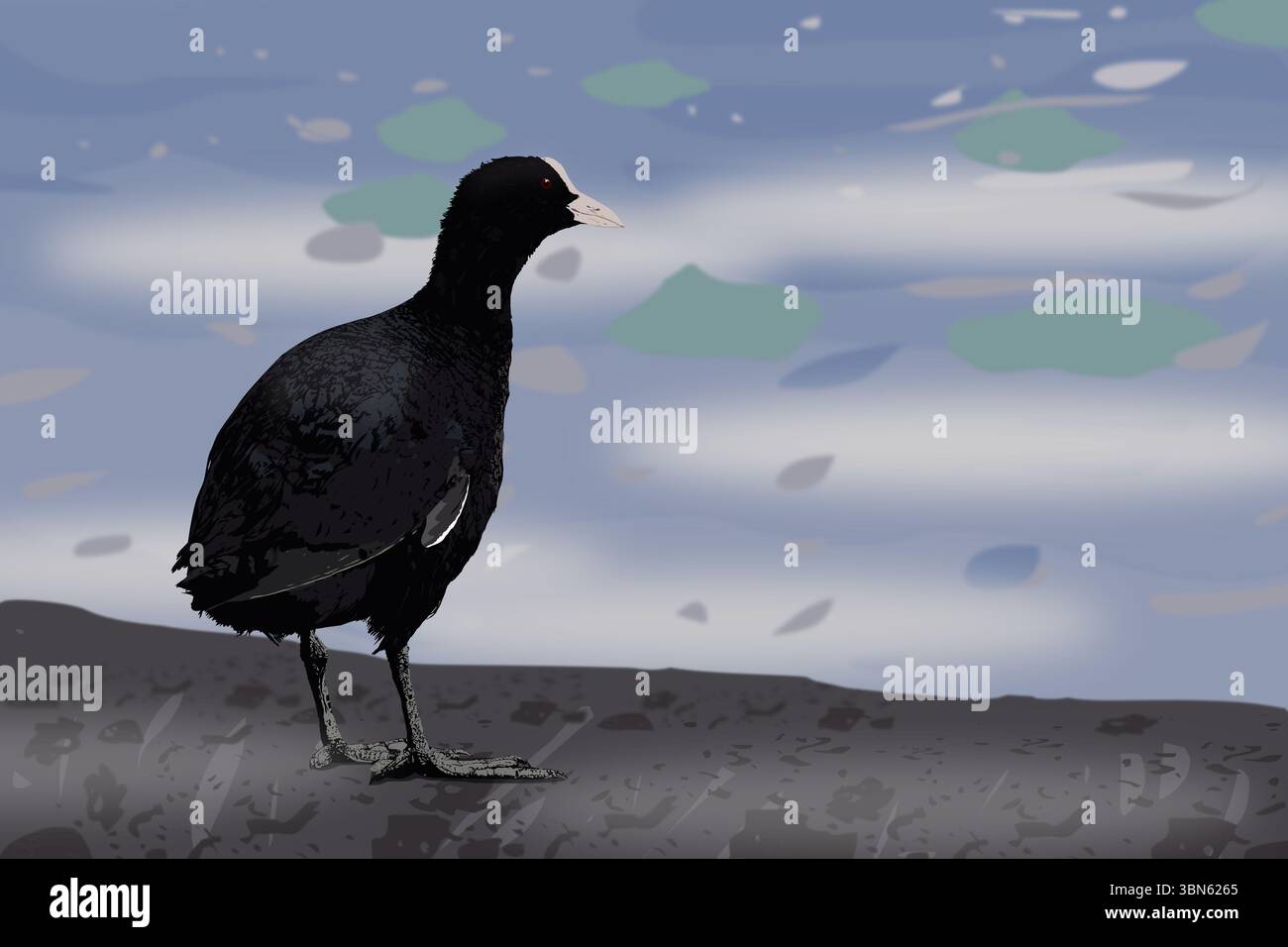 An illustration of a coot standing by the water Stock Photo - Alamy