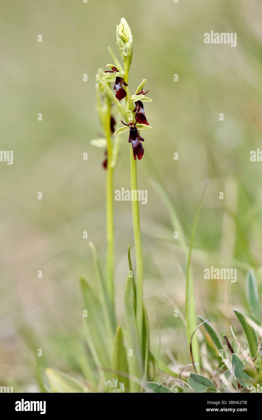 Pollination of orchids hi-res stock photography and images - Alamy