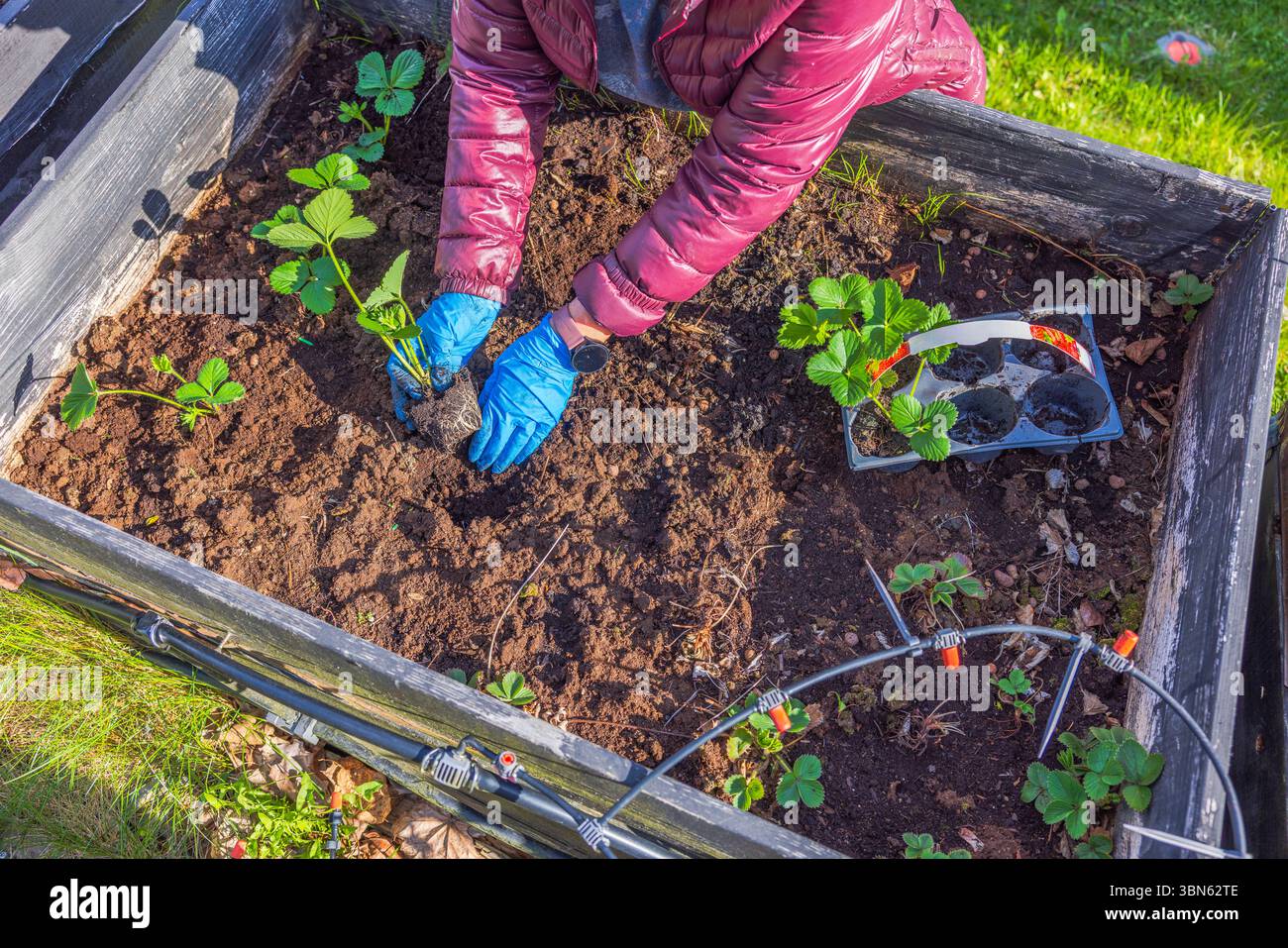 Woman planting strawberry seedlings in raised garden bed with drip ...