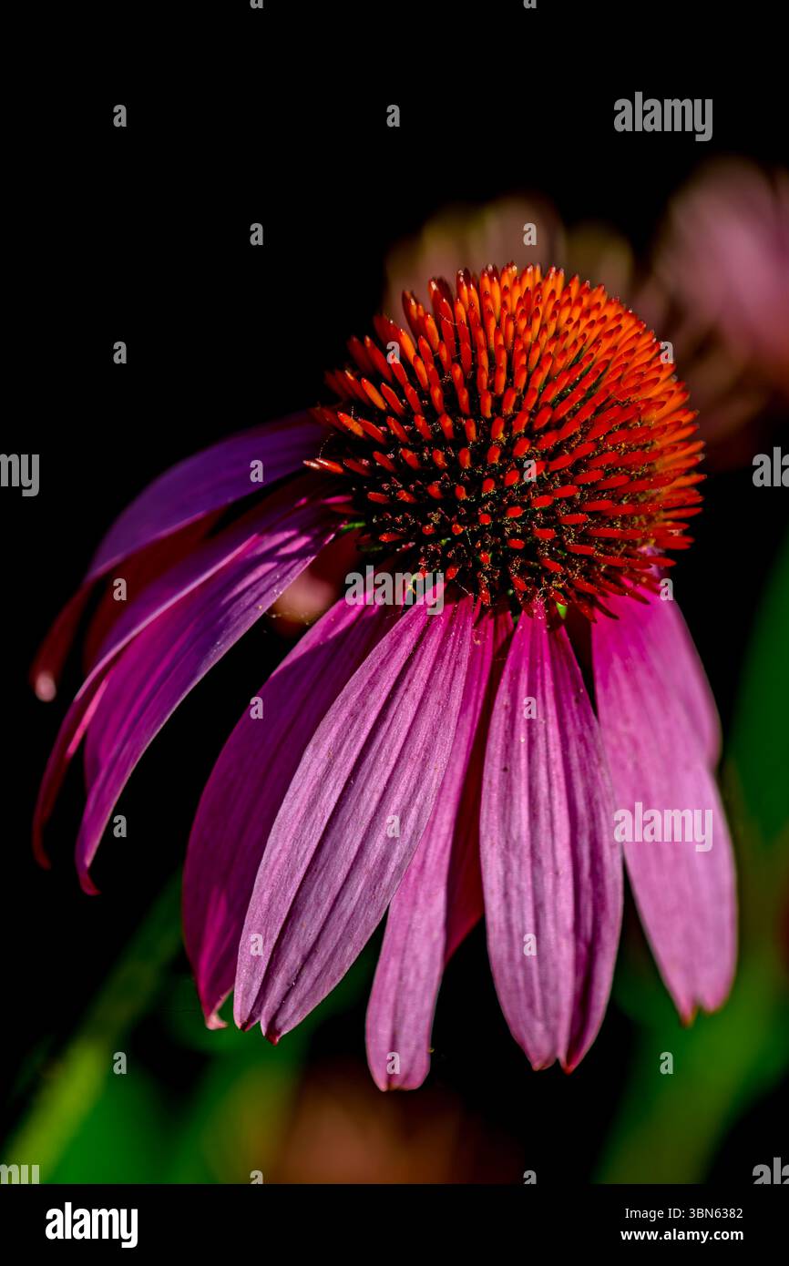 Purple Coneflower vertical image Stock Photo - Alamy