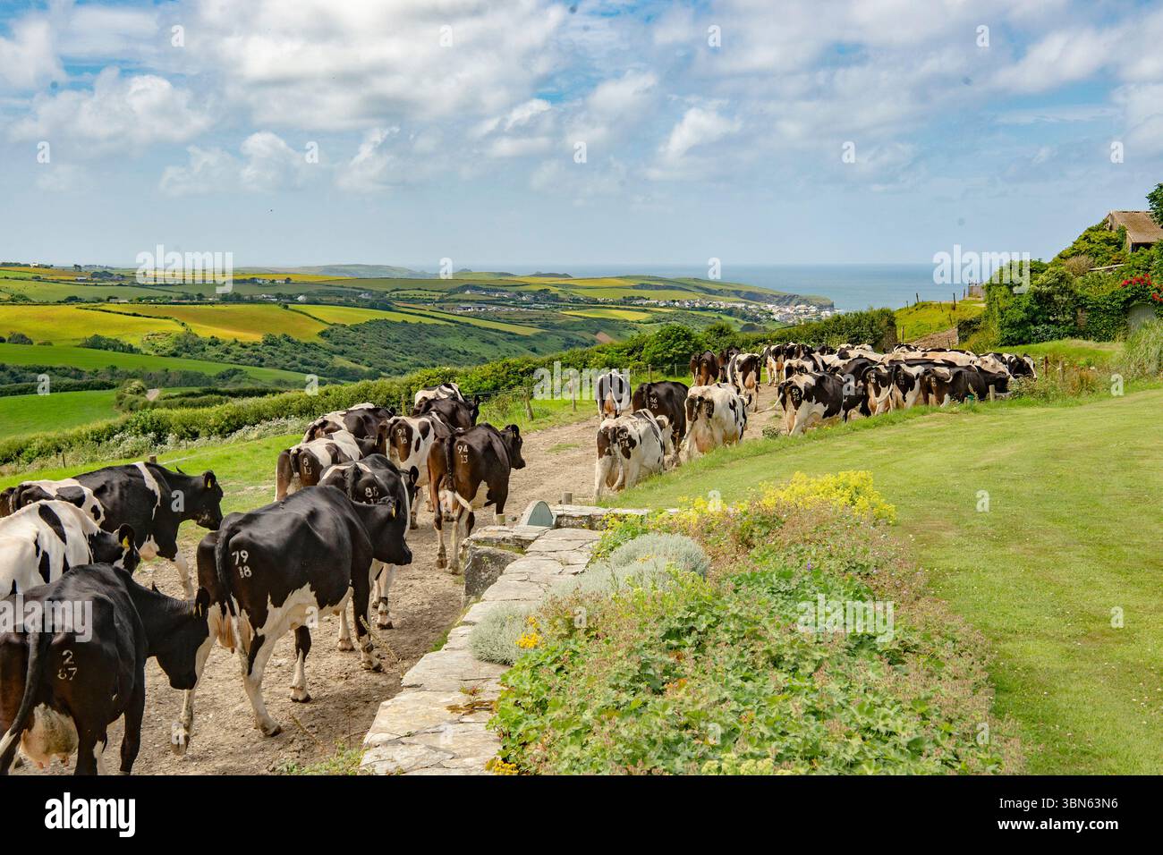 dairy herd walking back to the farmfor milking Stock Photo - Alamy