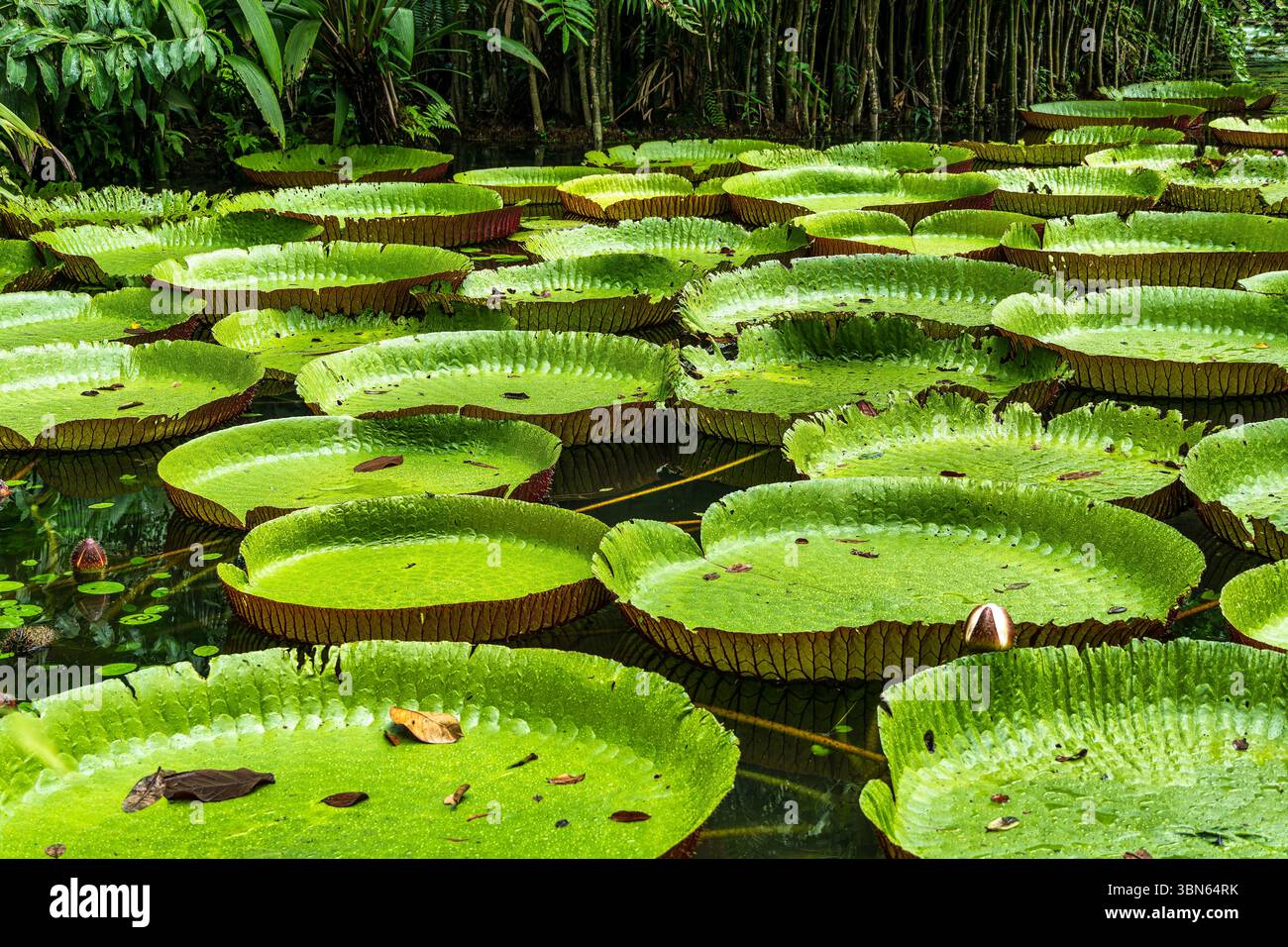 Amazonian lily in water, the largest aquatic plant in the world in ...