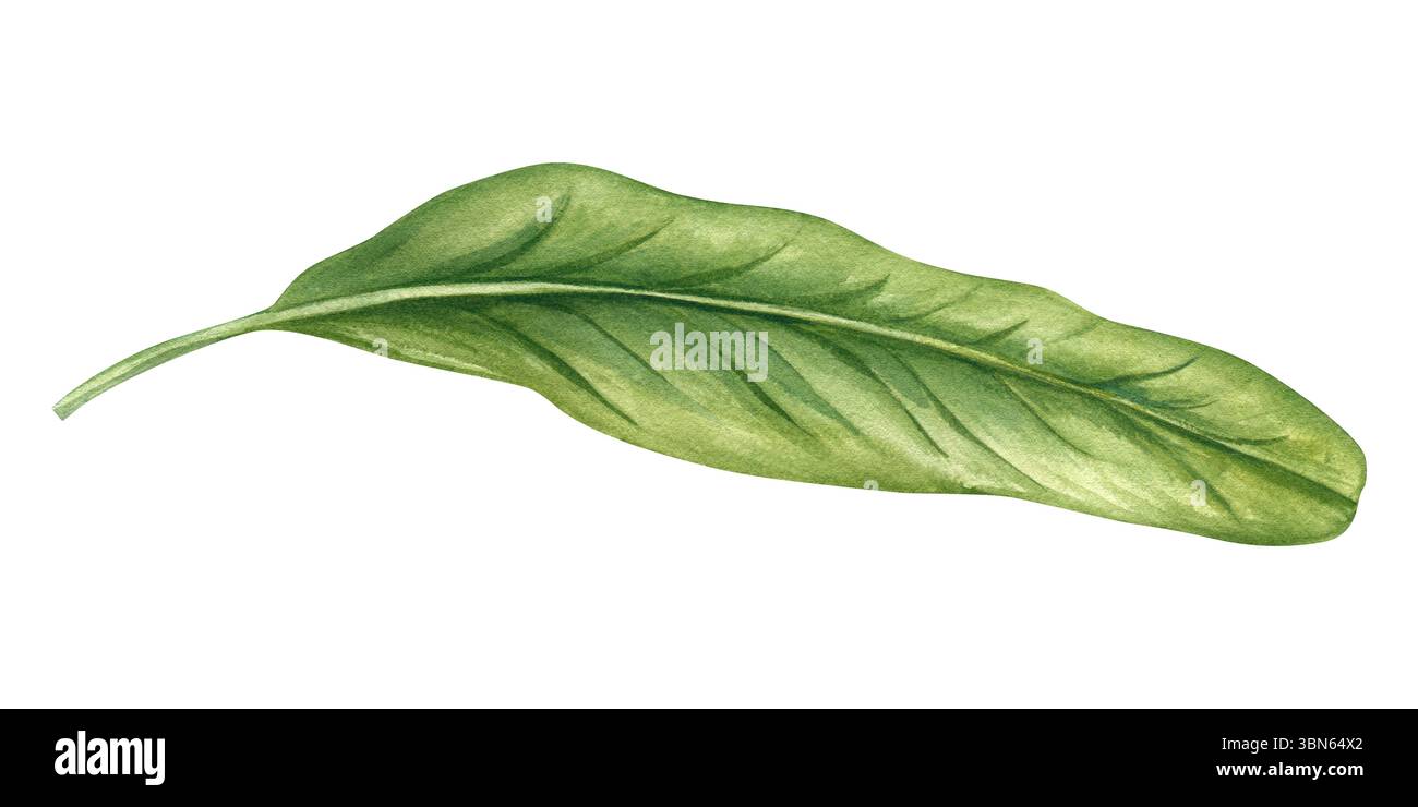 Single long green tropical leaf with smooth edges watercolor ...