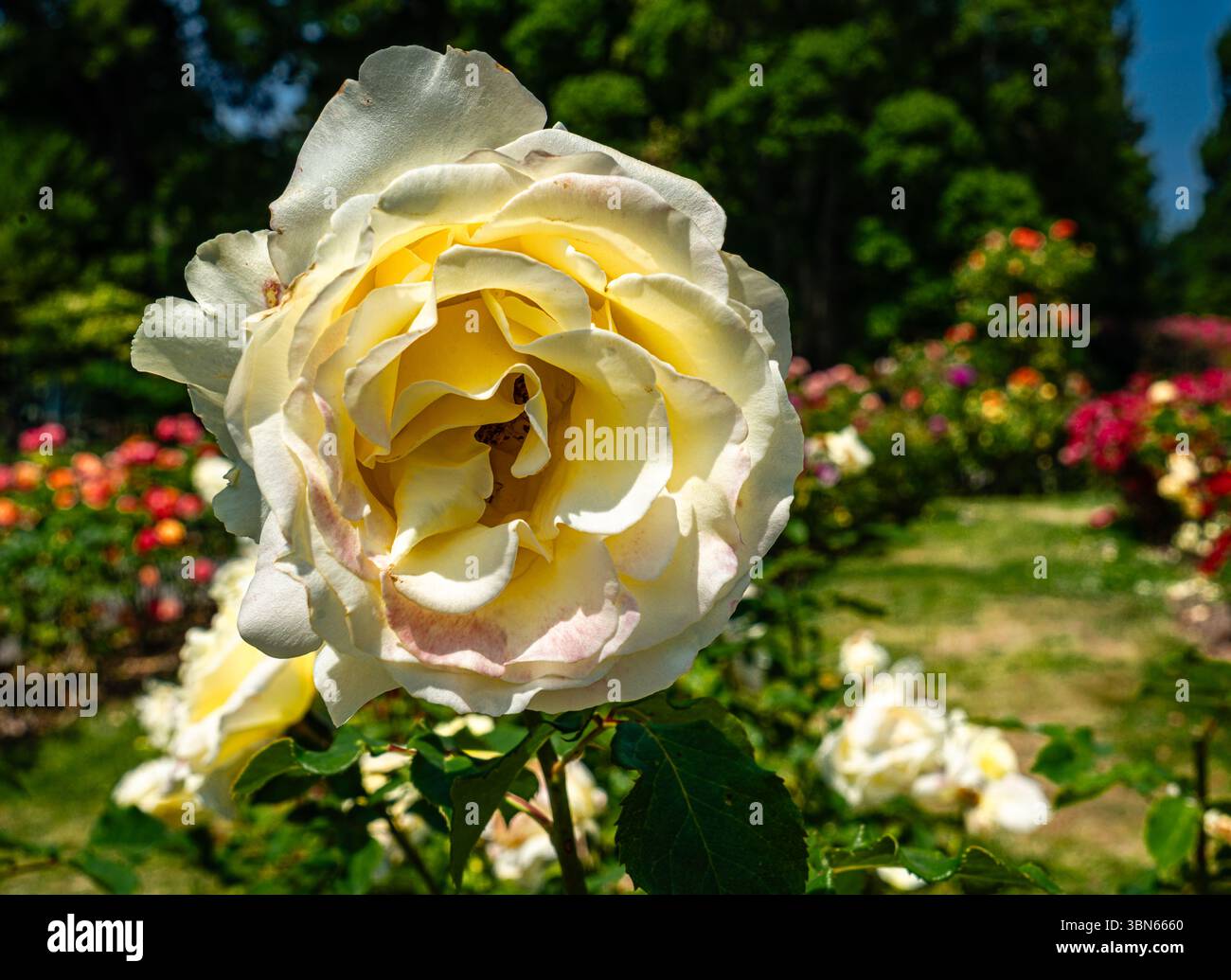 A close-up photo of a yellow Rose at Point Defiance Park in Tacoma ...