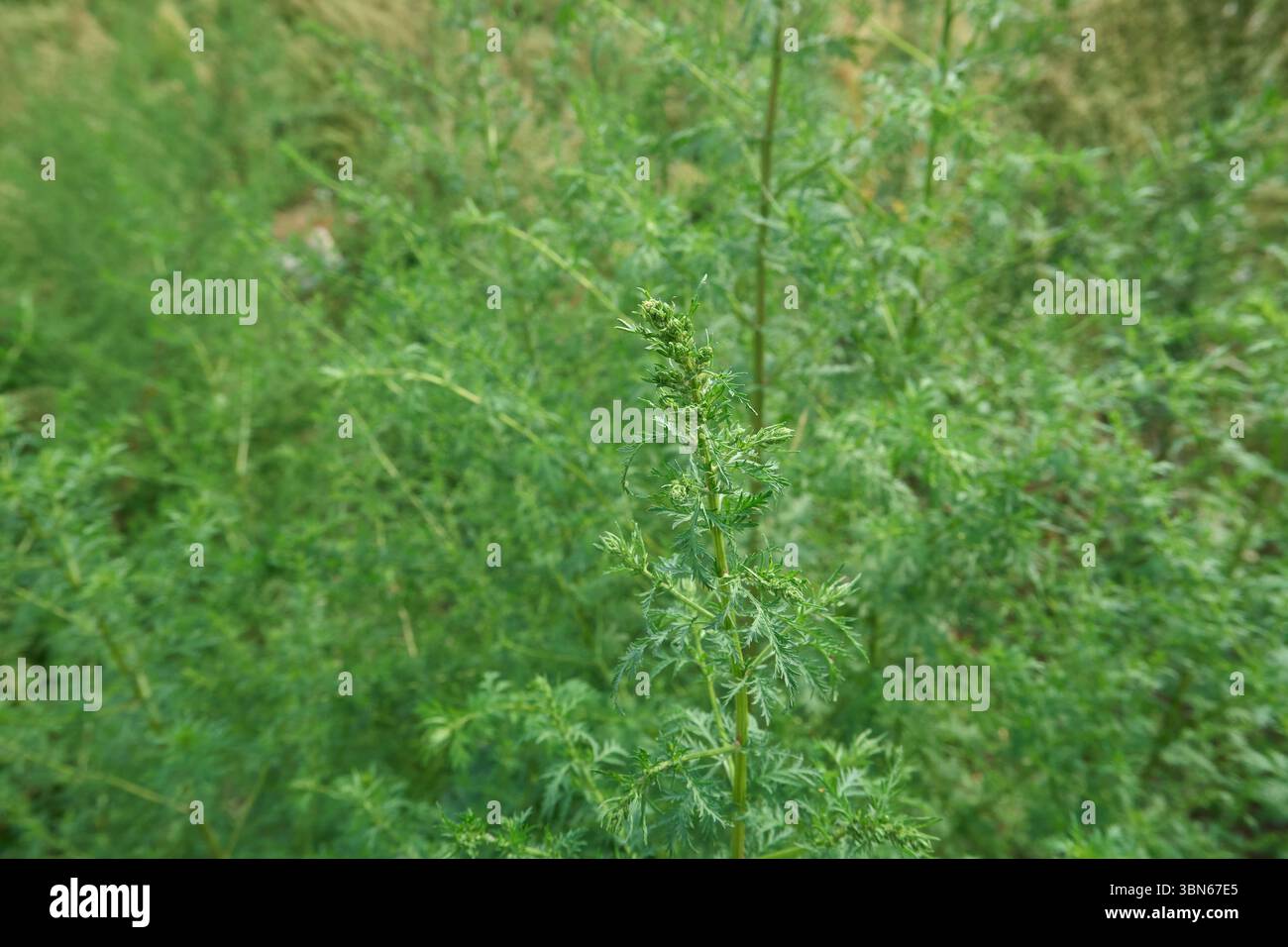 Artemisia annua plant close up Stock Photo - Alamy