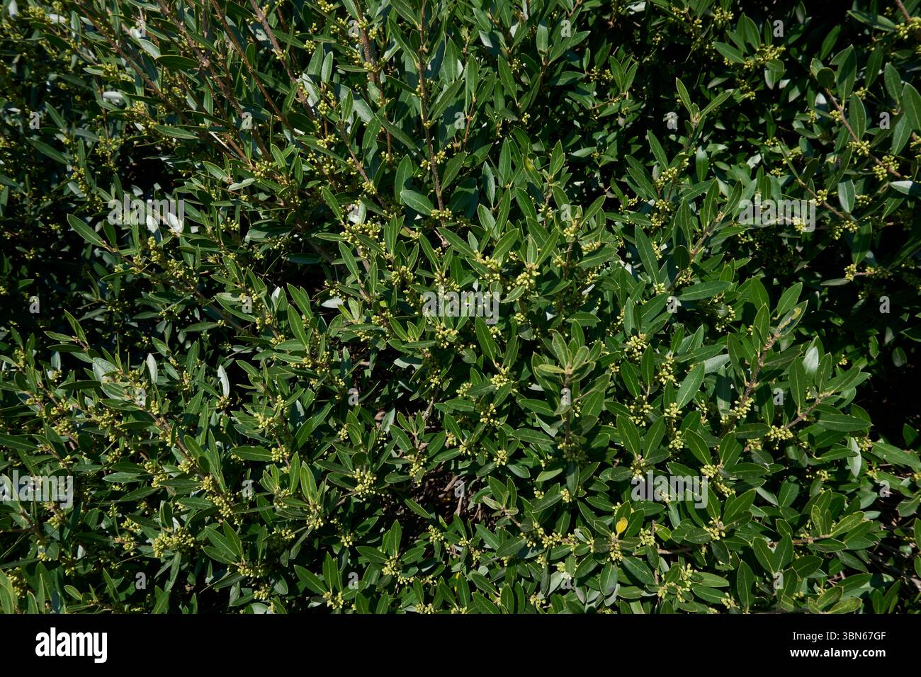 Phillyrea angustifolia shrub close up Stock Photo - Alamy