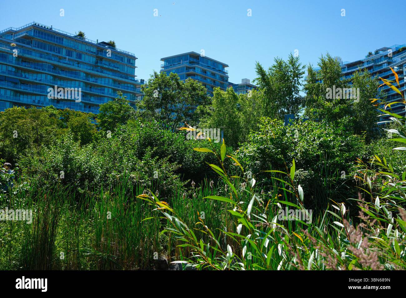 Condos emerging about the greenery of Hinge Park in Olympic Village ...