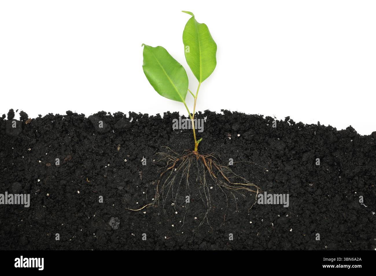 Ficus plant with root in soil isolated on white Stock Photo - Alamy