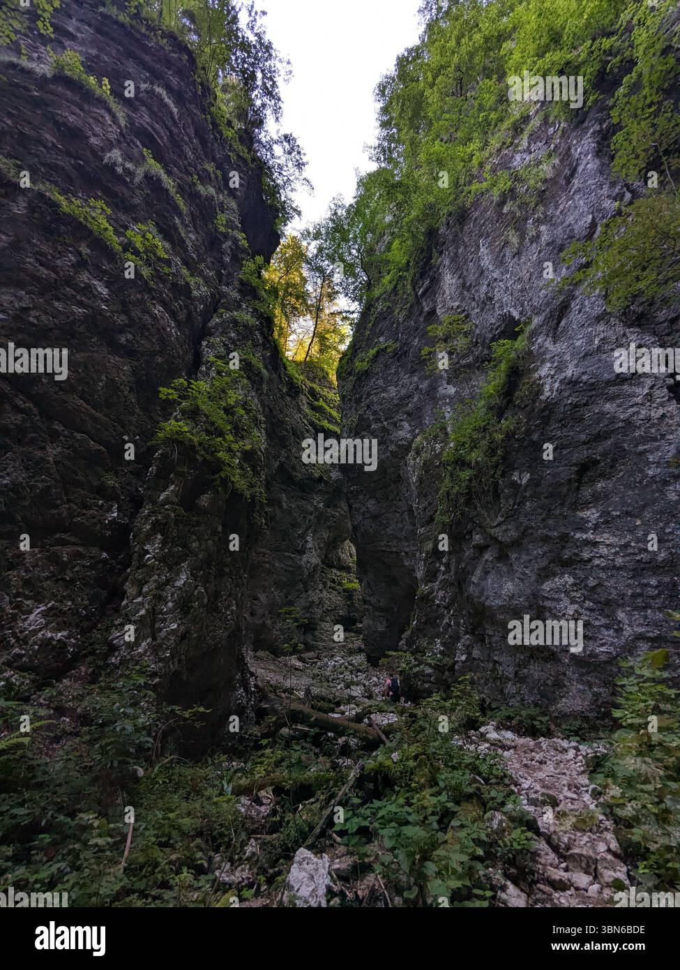 Deep narrow Pokljuka Gorge in Slovenia surrounded by steep cliffs ...