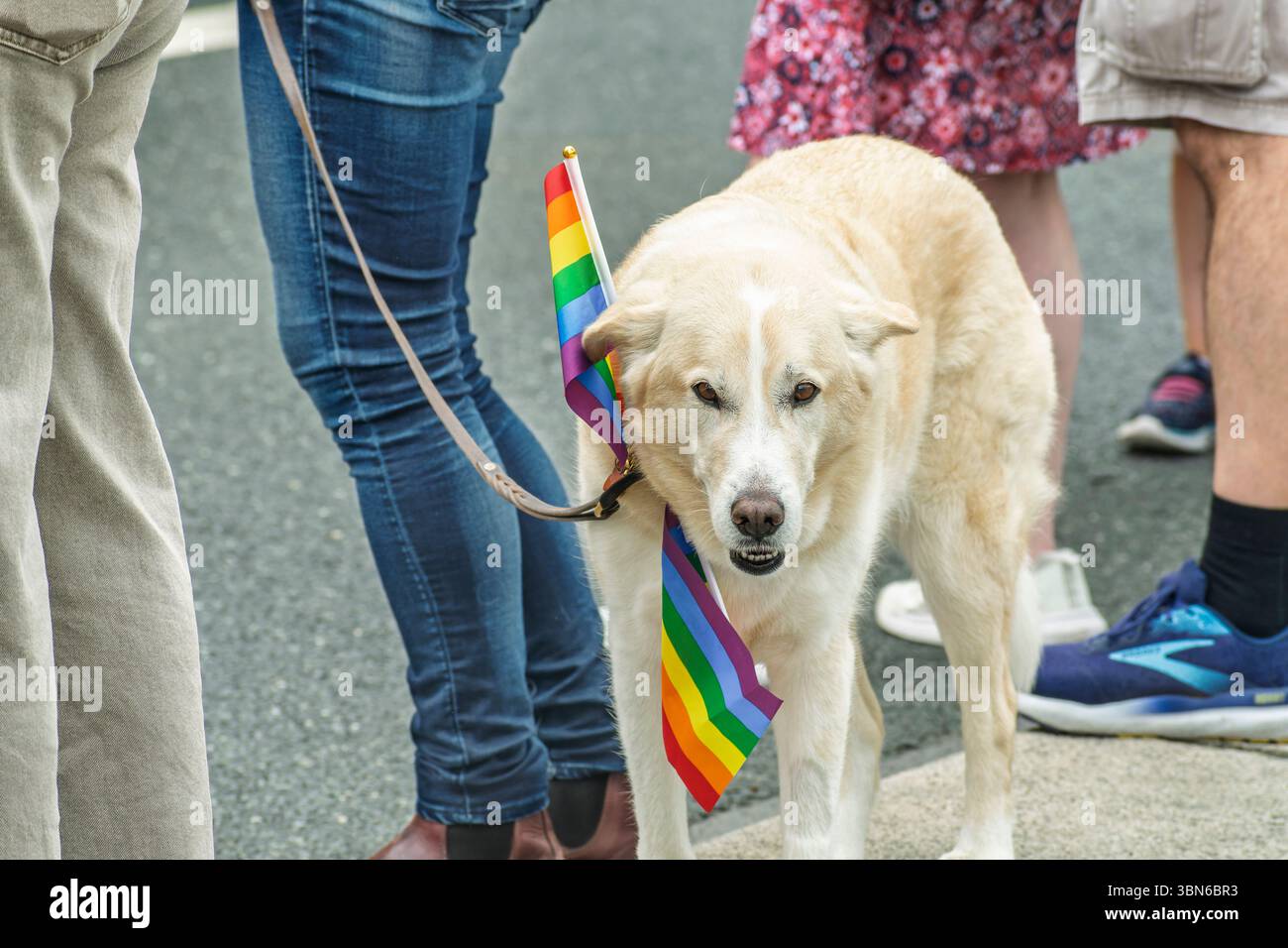 Pride dog with rainbow flag joins Dublin's 10-year marriage equality ...