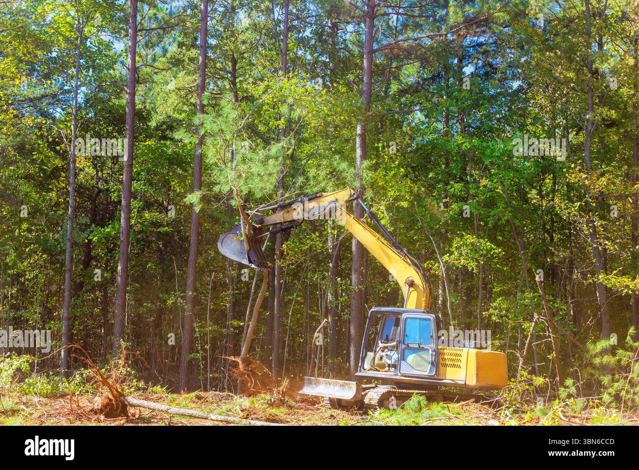 Excavator works diligently to remove tree in lush forest enhances ...