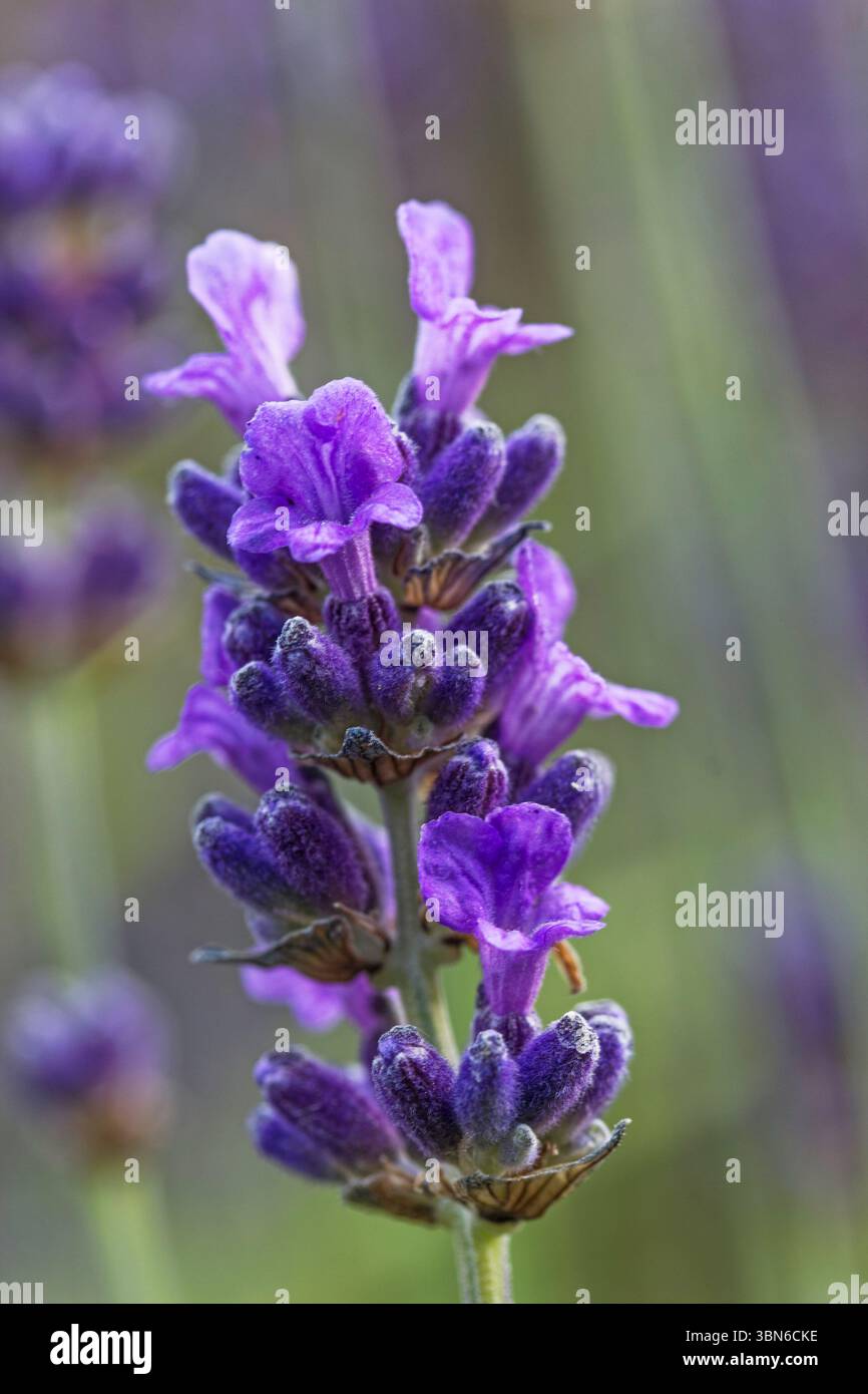 Common or English Lanender, Lavandula angustifolia, coming into flower ...