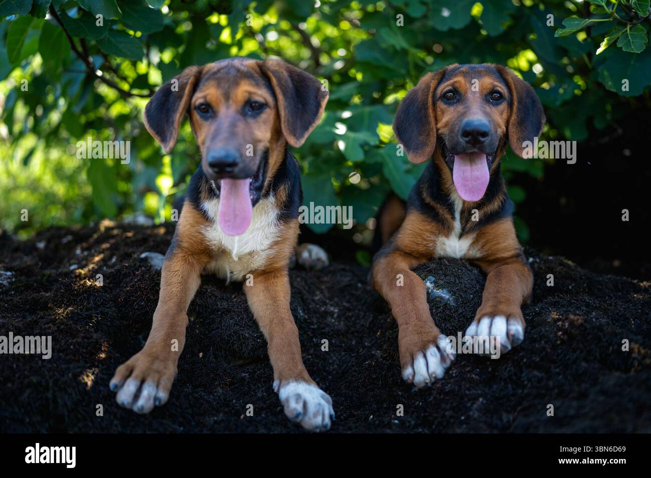 Two playful puppies resting under fig tree in summer shade Stock Photo ...