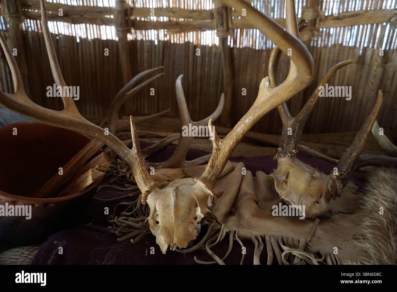 Close up of traditional Native American hunter trophies: Authentic deer ...