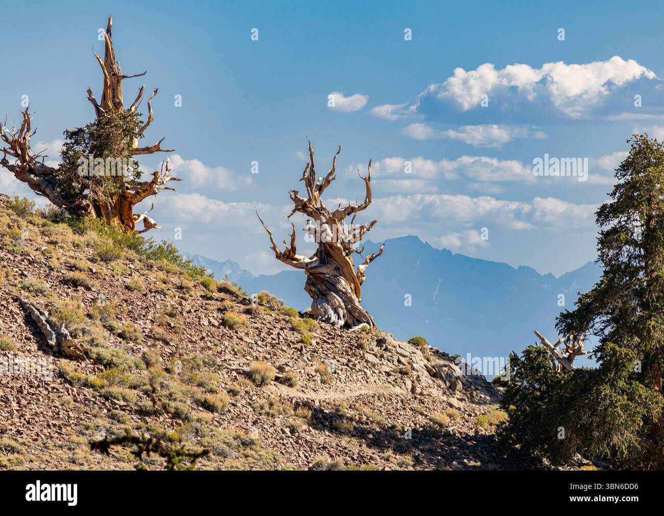 Ancient Bristlecone Pine Tree With The Sierra Nevada Mountains in the ...