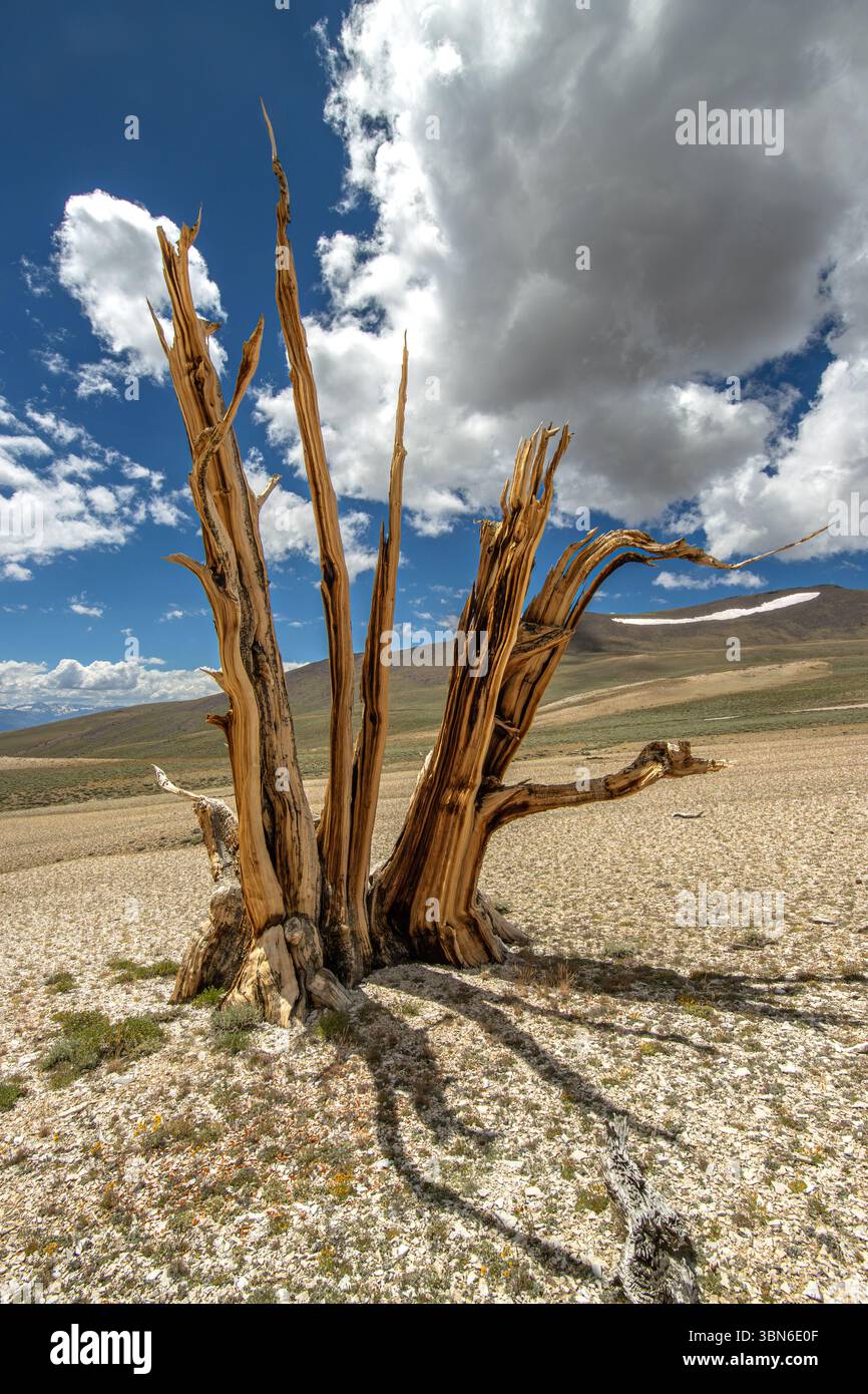 A long dead Bristlecone pine tree near Patriarch Grove in the White ...