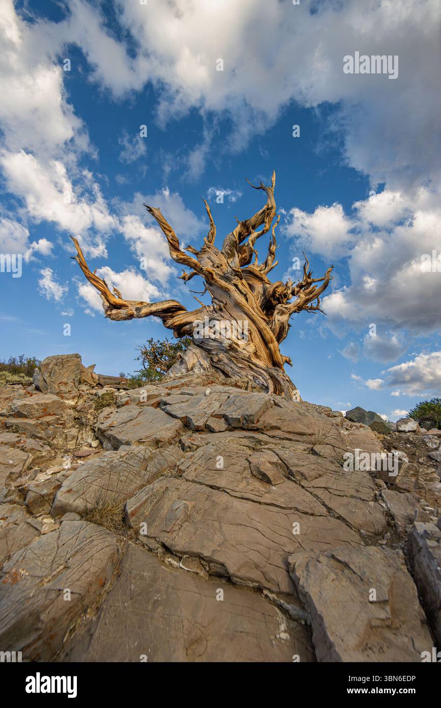 Ancient Bristlecone pine tree along the Discovery trail in Schulman ...