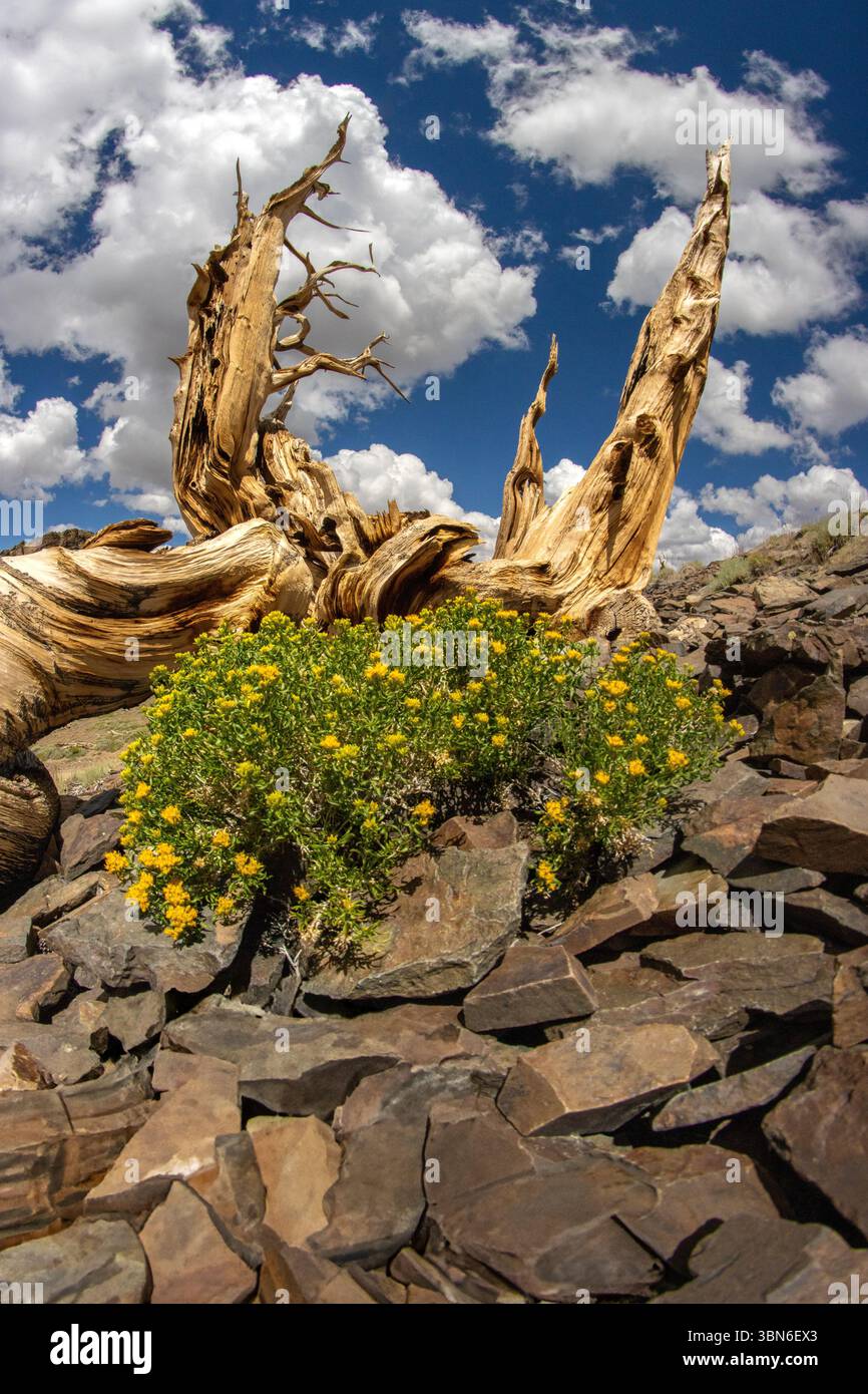 Yellow Wildflowers, Puffy Summer Clouds, and an Ancient Bristlecone ...