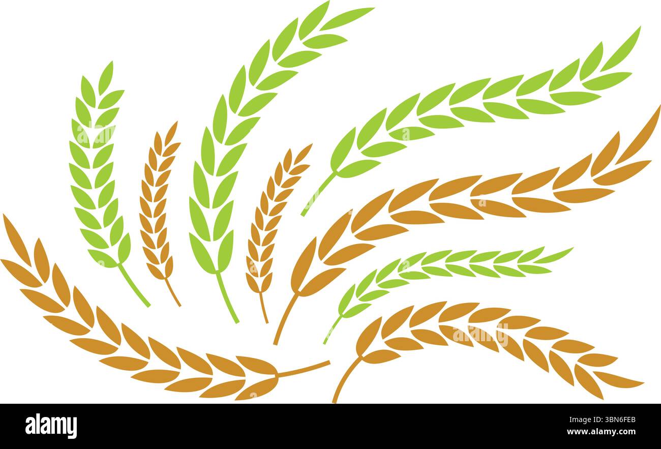 Rice cereal ears vector hi-res stock photography and images - Alamy