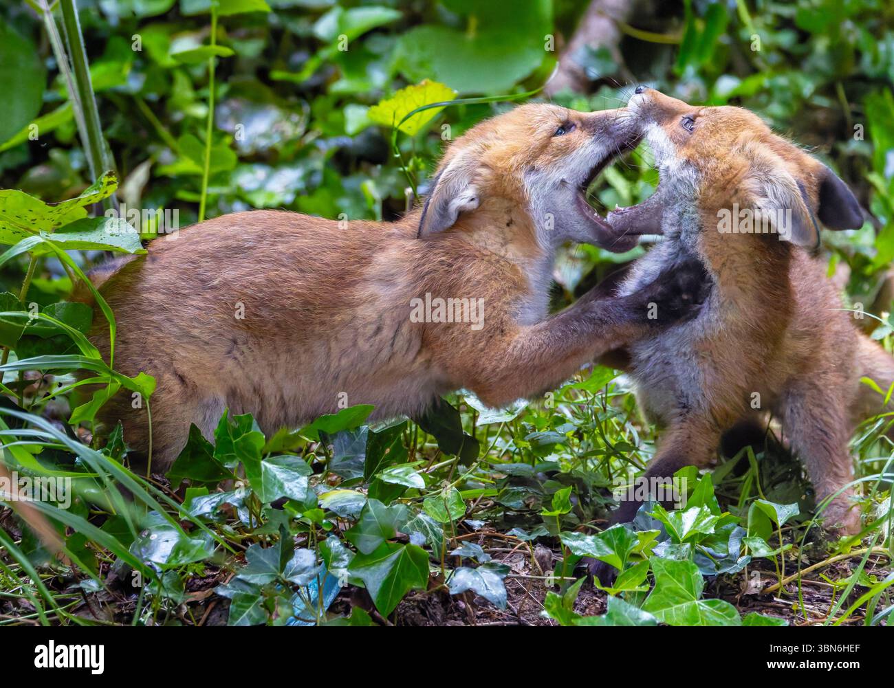 Two red fox cub siblings "Vulpes vulpes" playing together and fighting ...