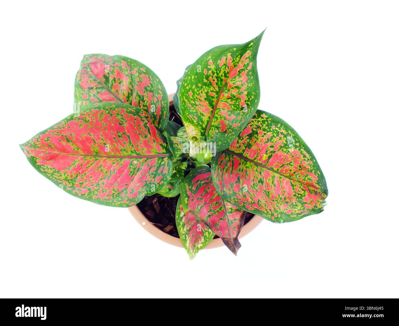 Interior view small bush Cut Out Stock Images & Pictures - Alamy