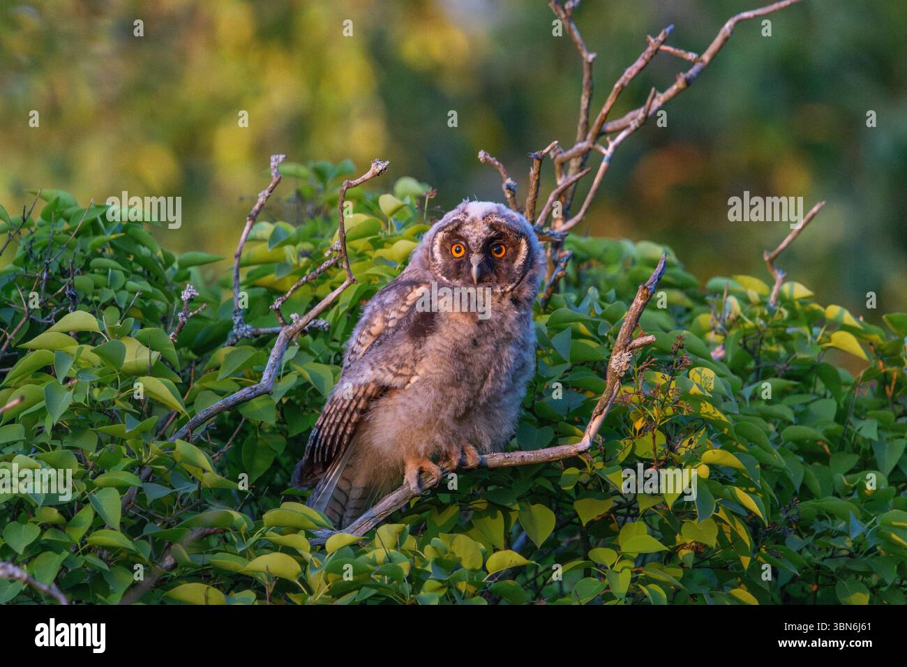 Long-eared owl (asio otus) owlets in Finland Stock Photo - Alamy