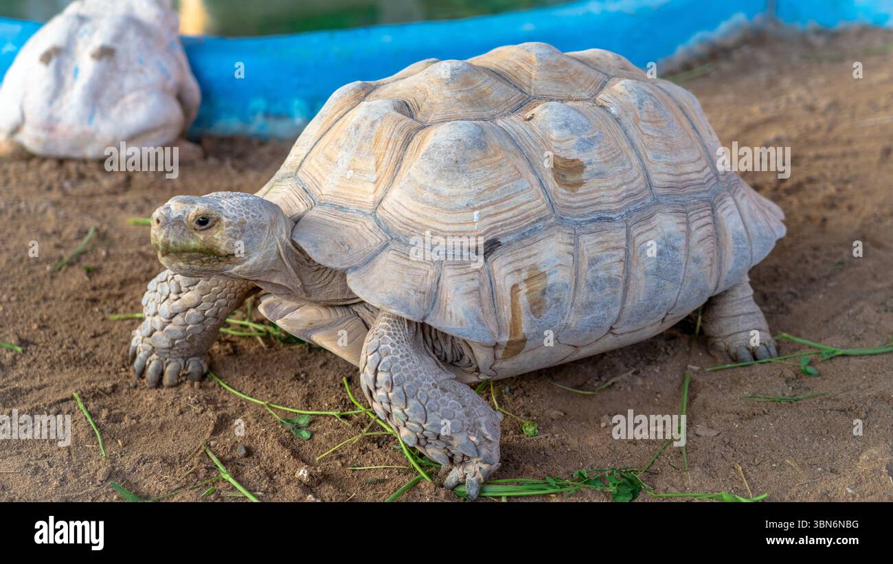The African spurred tortoise, also called the sulcata tortoise, is an ...