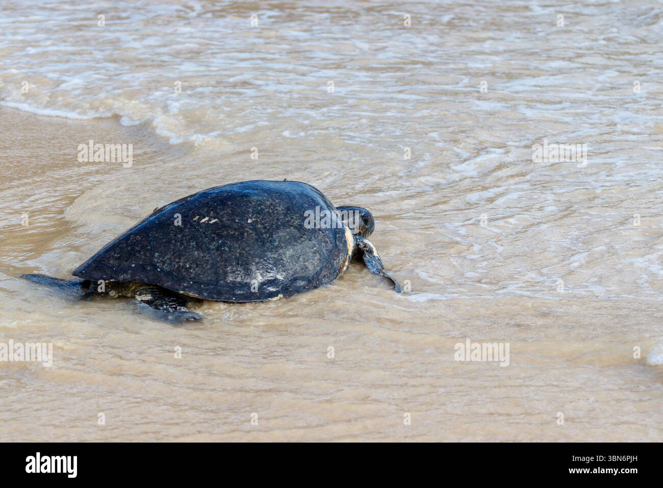 green sea turtle Chelonia mydas relax on beach, Galapagos, Ecuador ...