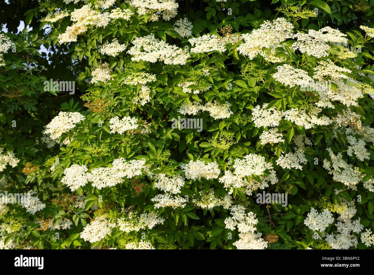 Elder tree (Sambucus nigra Stock Photo - Alamy