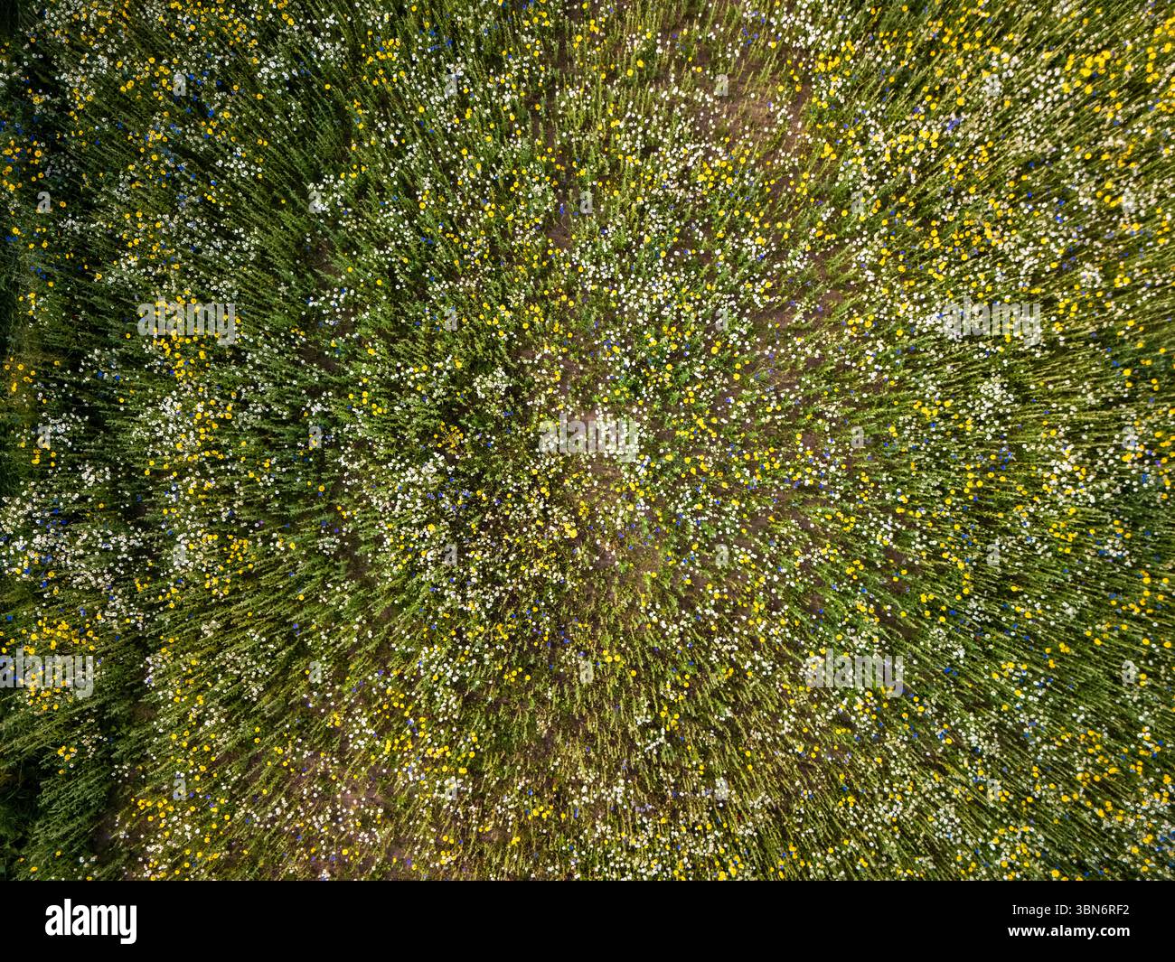 Aerial view of a vibrant wildflower meadow in New Brighton, England, on ...