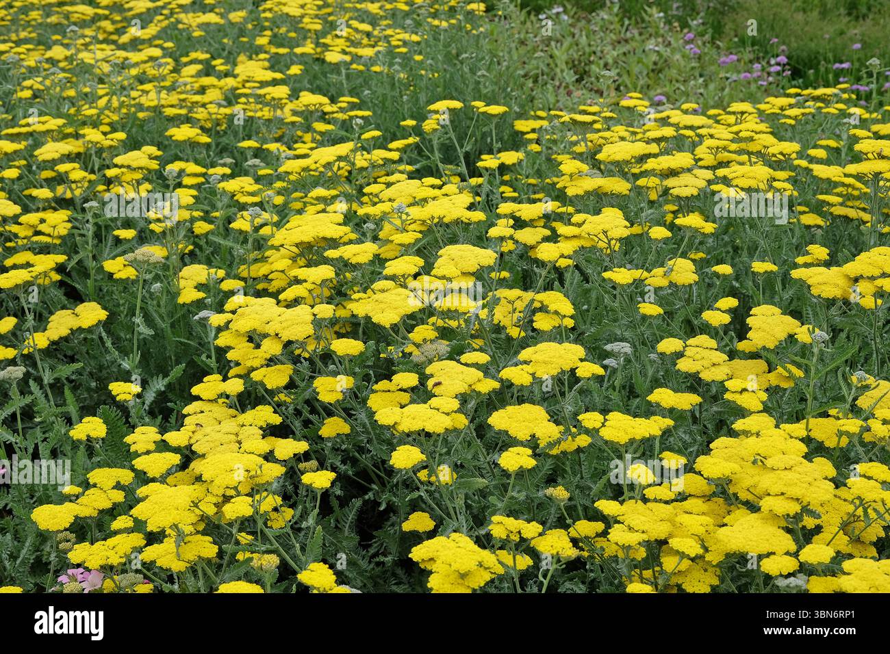 Achillea millefolium yellow, also known as yarrow, in flower Stock ...