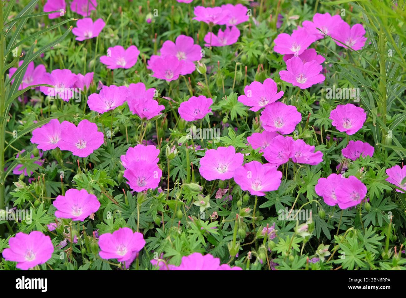 Hardy Bright pink Geranium sanguineum, also known as bloody cranesbill ...