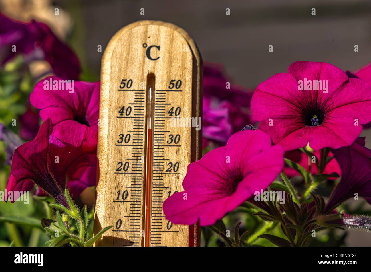 Temperature too high for garden flowers, thermometer measures high ...