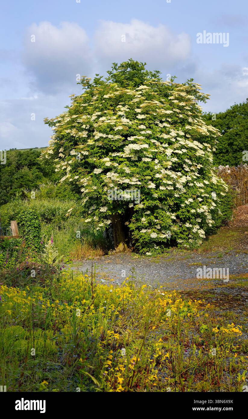 Elder tree (Sambucus nigra Stock Photo - Alamy