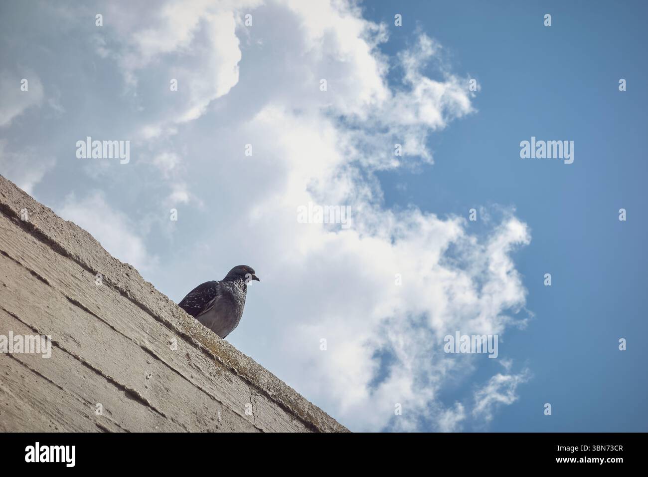 A pigeon stares from above Stock Photo - Alamy