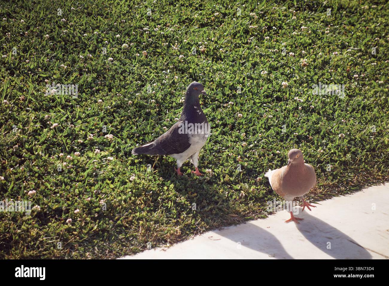 Grassy whispers hi-res stock photography and images - Alamy