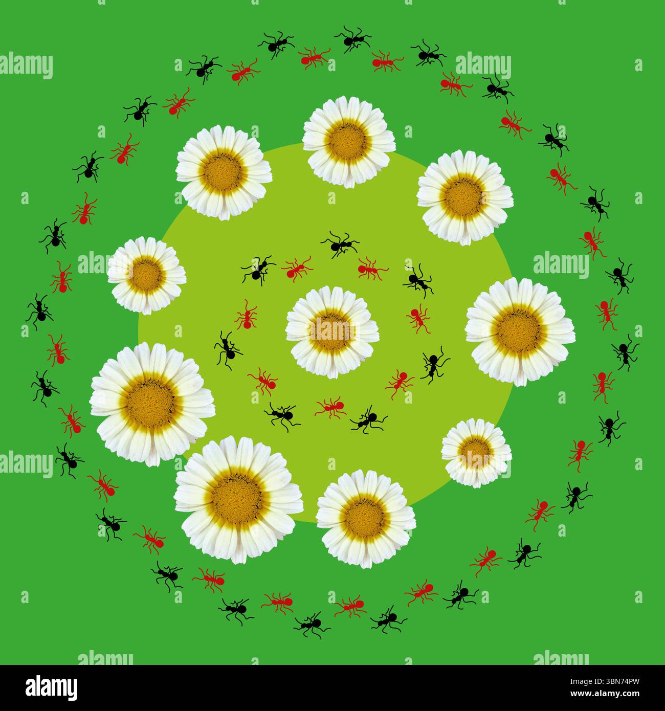 Ants on daisy Stock Vector Images - Alamy