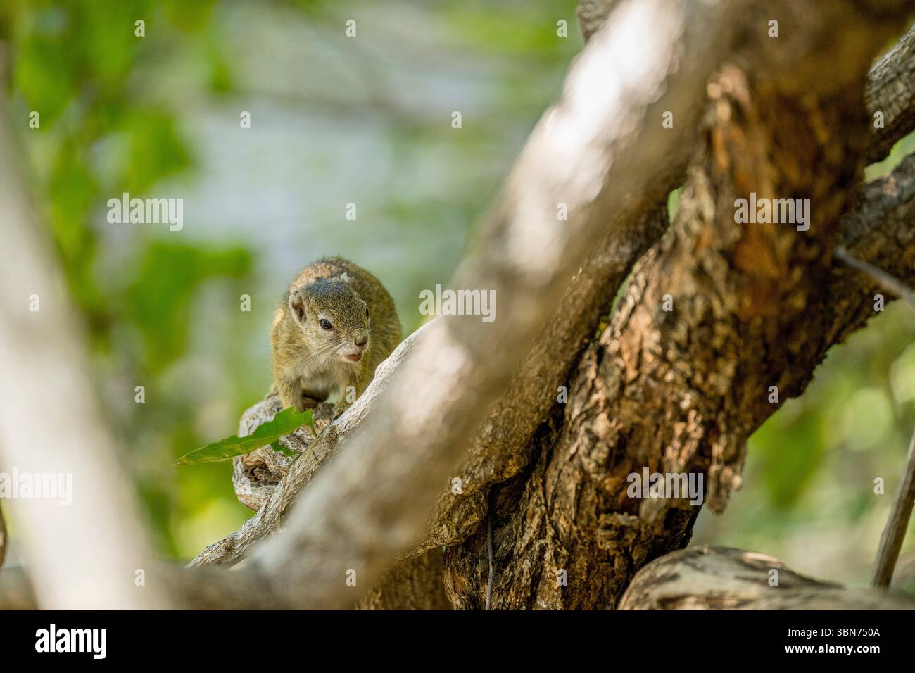 A Smith's bush squirrel (Paraxerus cepapi), also known as the yellow ...