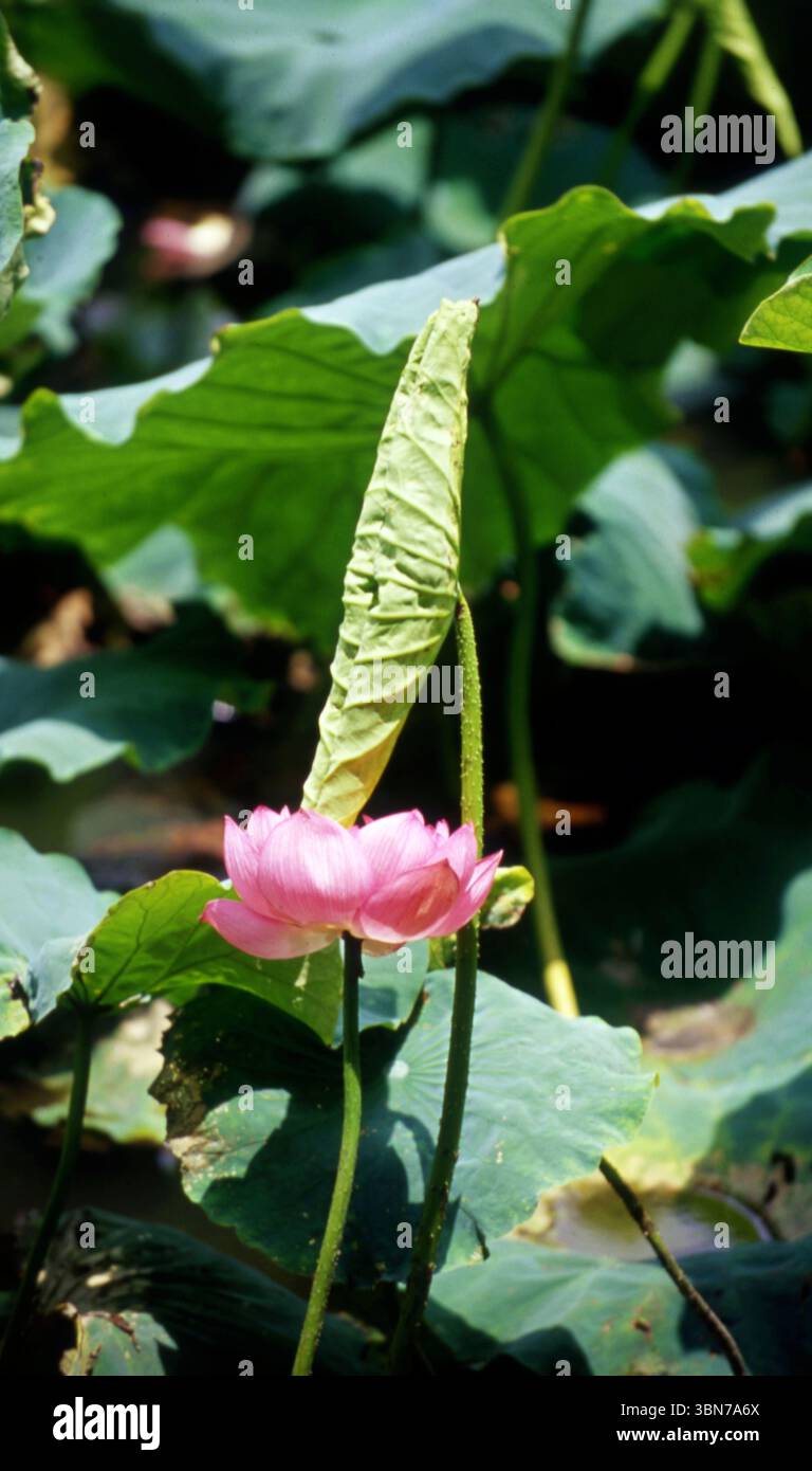 Pink Lotus Bloom Under Emerging Leaf Stock Photo - Alamy